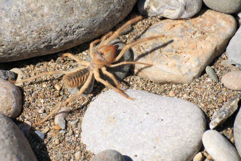 Fakta om kamelspindeln - Tomaz Laven